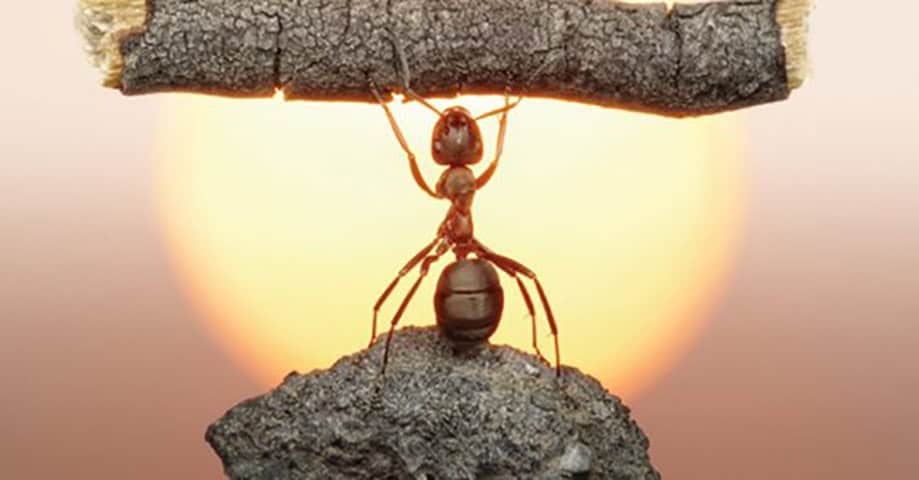 Poučna priča: Kako je vrijedan mrav dobio otkaz? - Tuzla L!VE