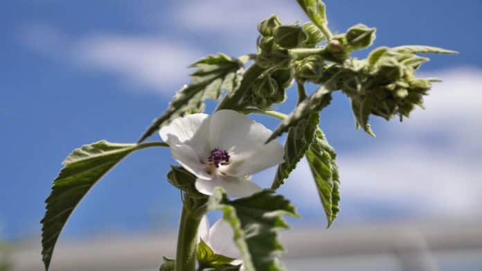 Ljekovita moć bijelog sljeza - Tuzla L!VE