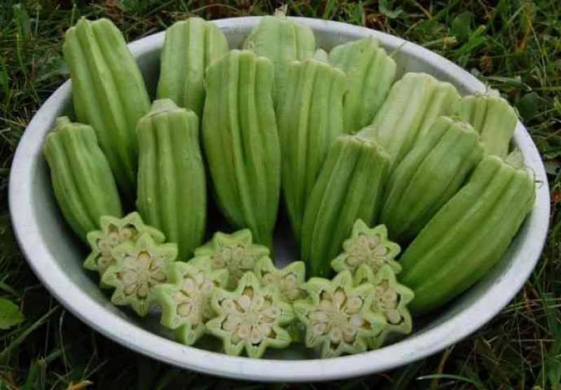 Bamija je čarobna biljka, koristi se u tretiranju raznih oboljenja ...