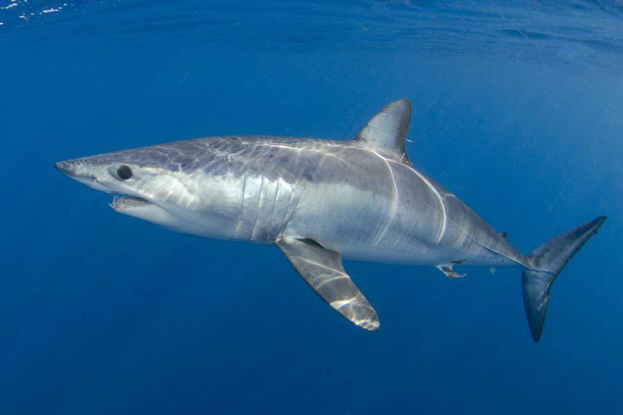 U Jadranu žive tri potencijalno opasne vrste morskog psa - Tuzla L!VE