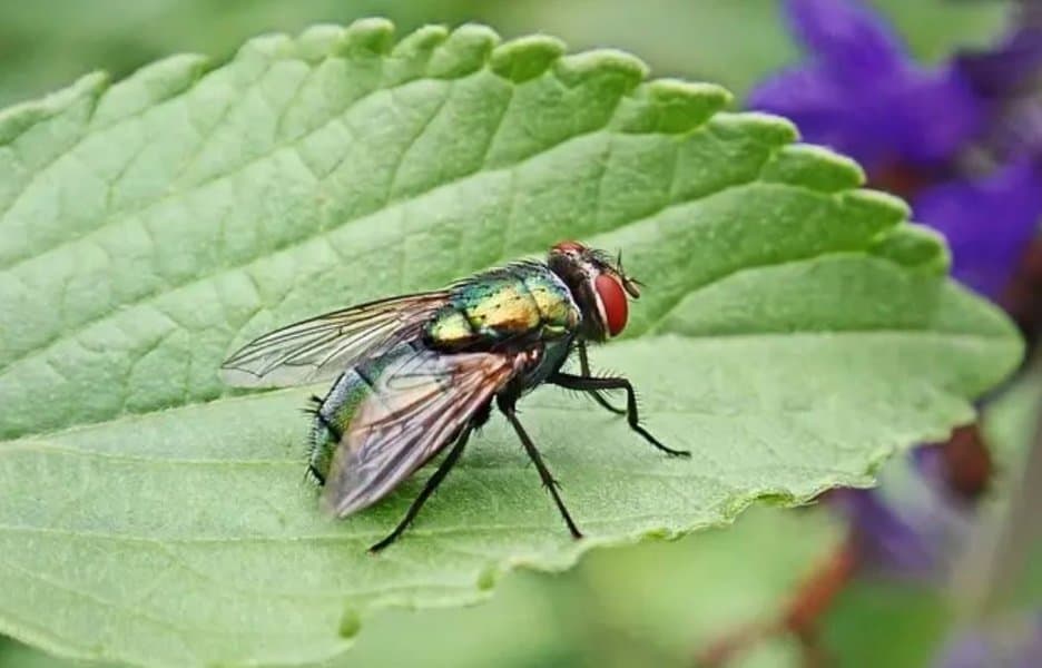Recite zbogom dosadnim muhama u kući: Donosimo trik kojim će te ih se ...