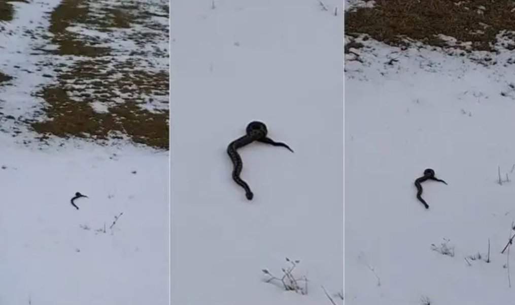 Neobična pojava u Tomislavgradu: Mještani sve češće zimi nailaze na ...